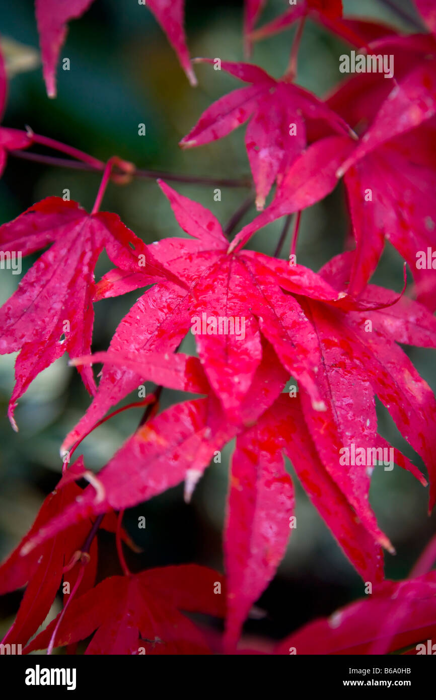 Red Maple leaves Stock Photo - Alamy