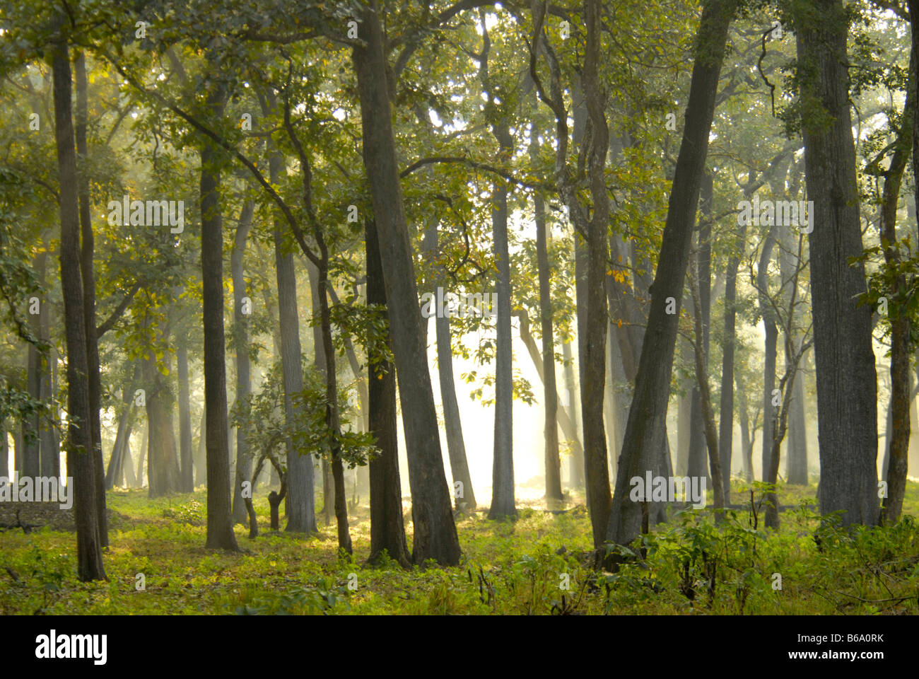 THOLPETTY WILDLIFE SANCTUARY IN WAYANAD KERALA Stock Photo - Alamy