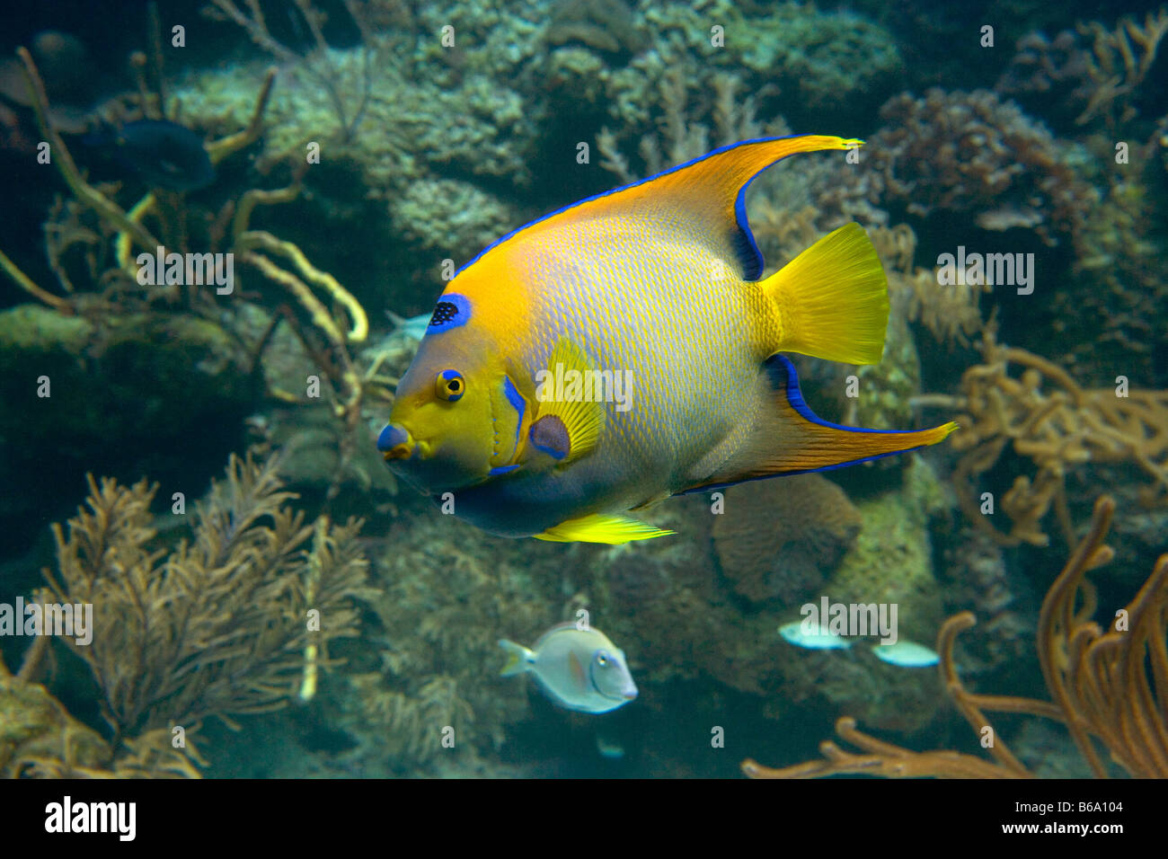 Mexico, Quintana Roo, Tulum, Xcaret nature park, Coral Reef Aquarium ...