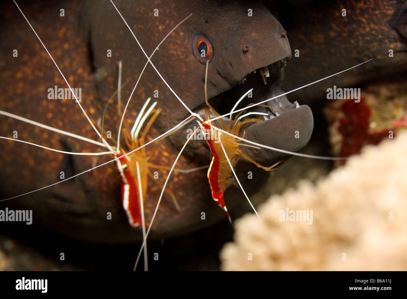 Morey eel being cleaned of parasites by cleaner shrimps Stock Photo - Alamy