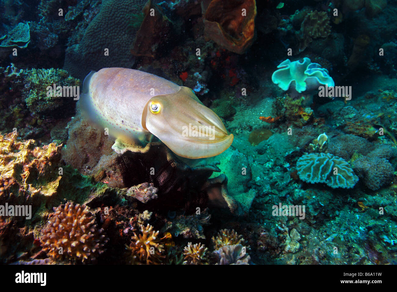 Cuttlefish hi-res stock photography and images - Alamy