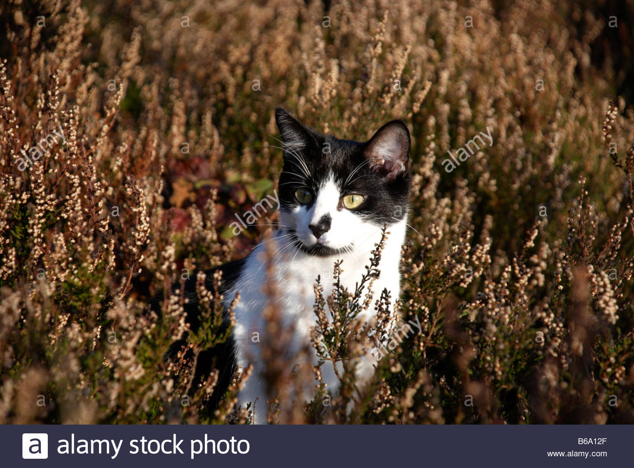 Black White Moggy Cat Sitting High Resolution Stock Photography and ...