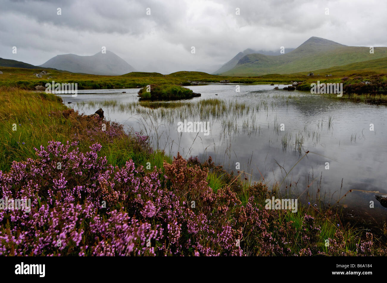 Heather scotland mist hi-res stock photography and images - Alamy