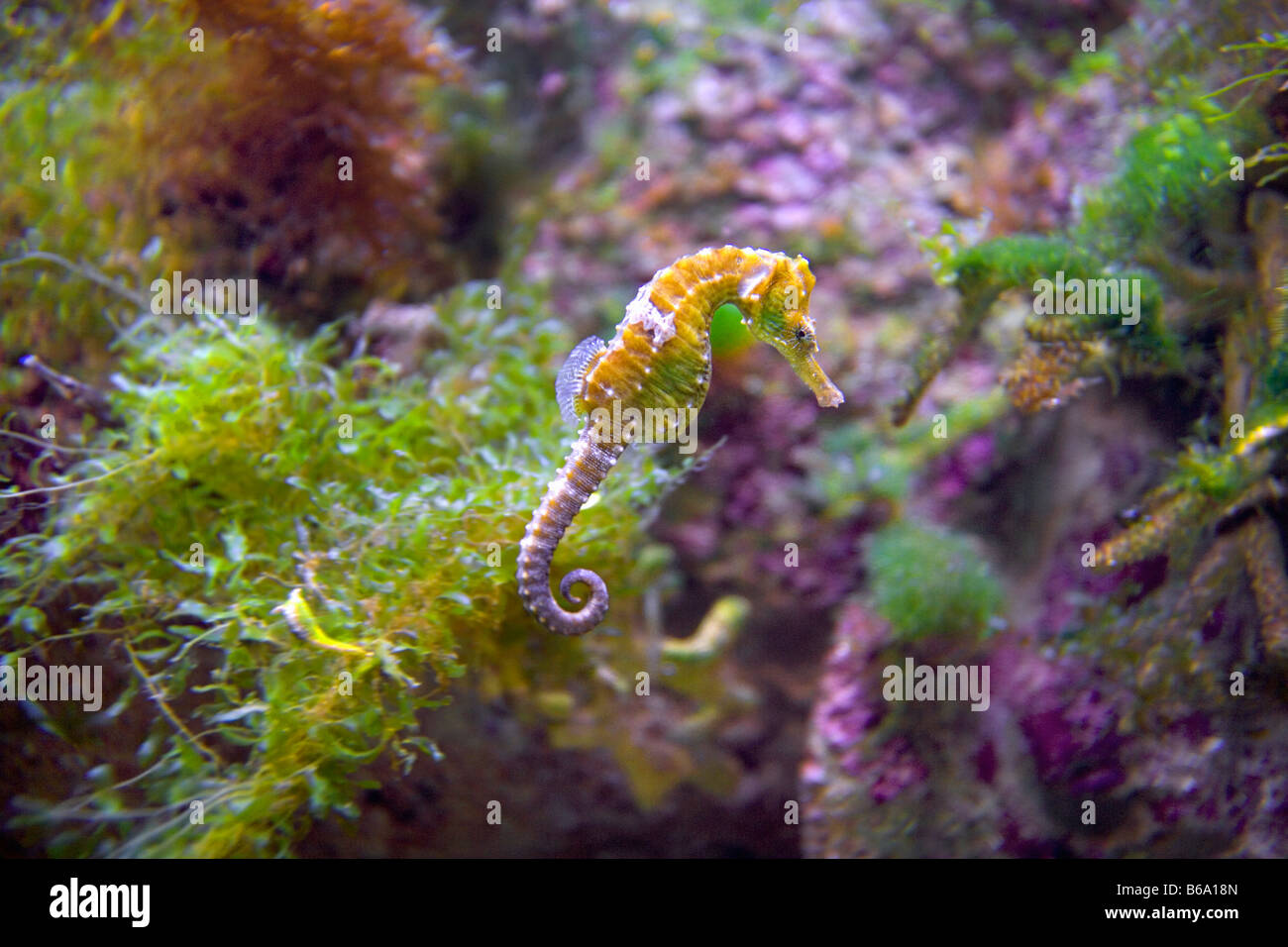 Mexico, Quintana Roo, Tulum, Xcaret nature park, Coral Reef Aquarium ...