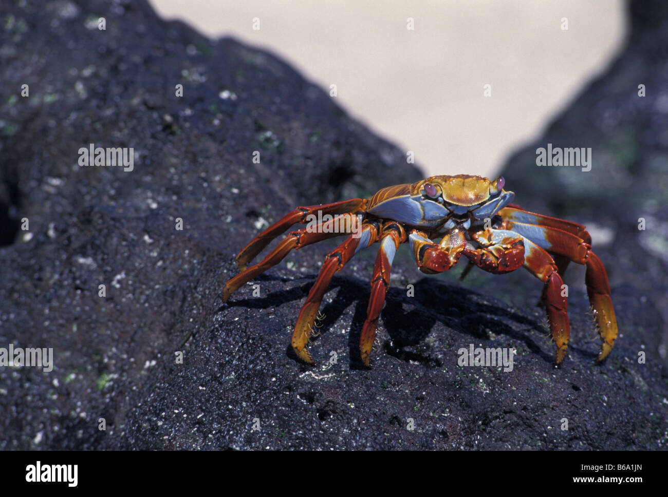 Stalked eyes hi-res stock photography and images - Alamy