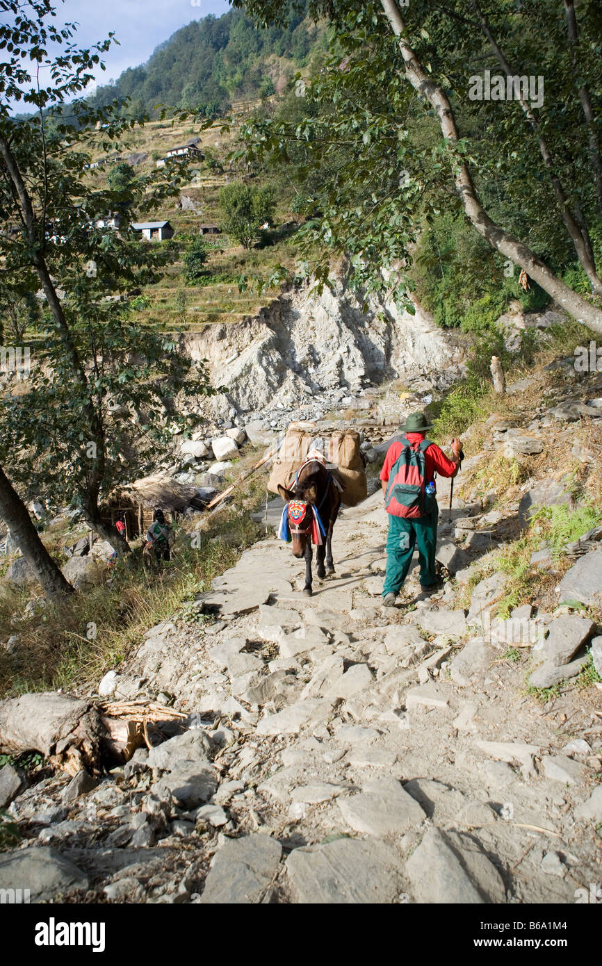 Mule or donkey train on a footpath to Ghandruk in the Modi River Valley ...