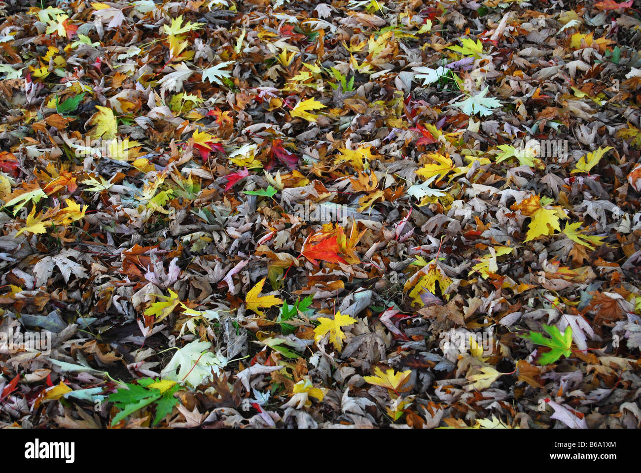 woodfloor with colourful autumn leaves Stock Photo - Alamy