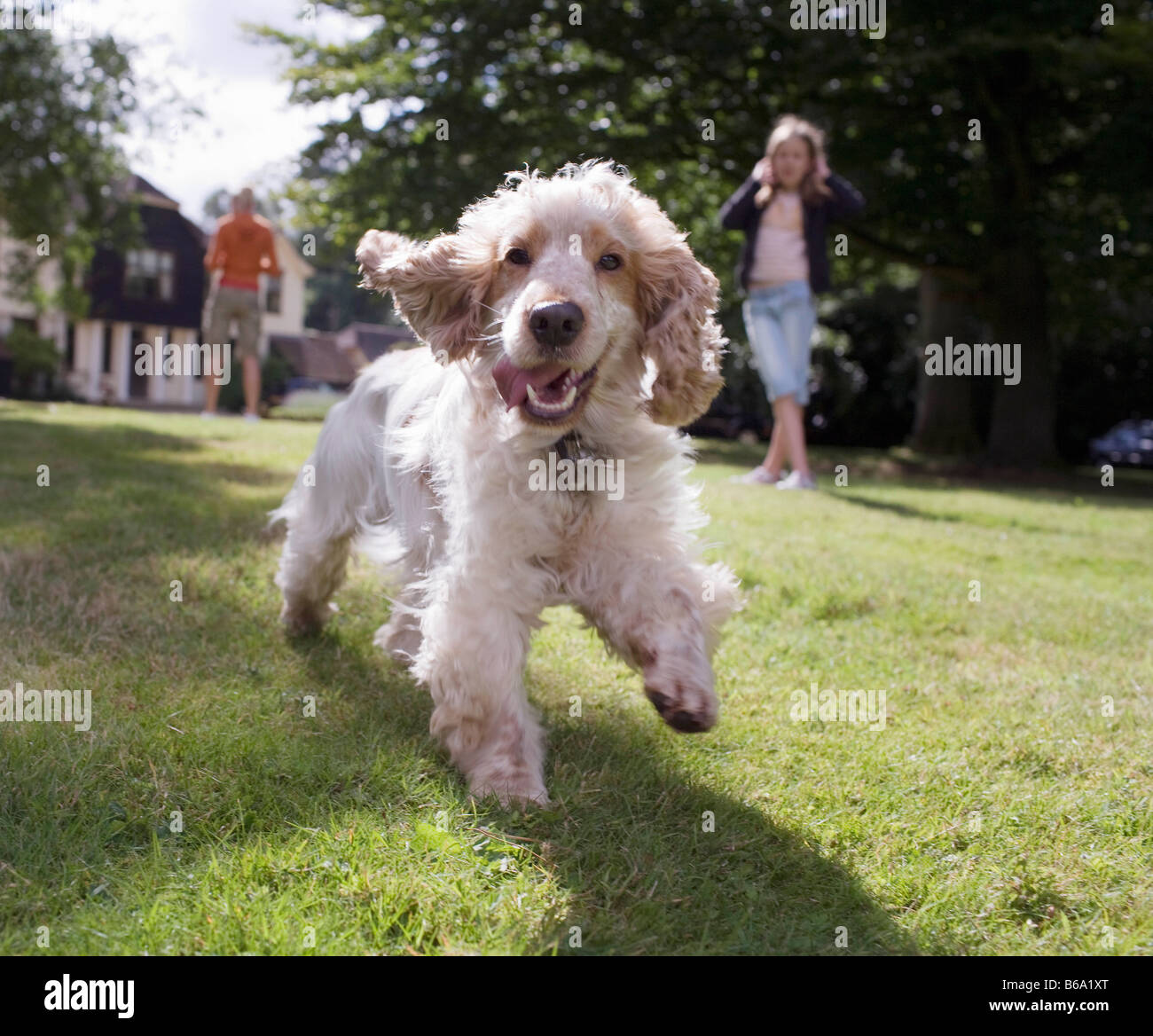 Dog running towards camera hi-res stock photography and images - Alamy
