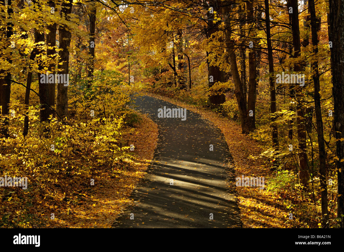 Autumn Foliage and Road in Bernheim Arboretum and Research Forest ...
