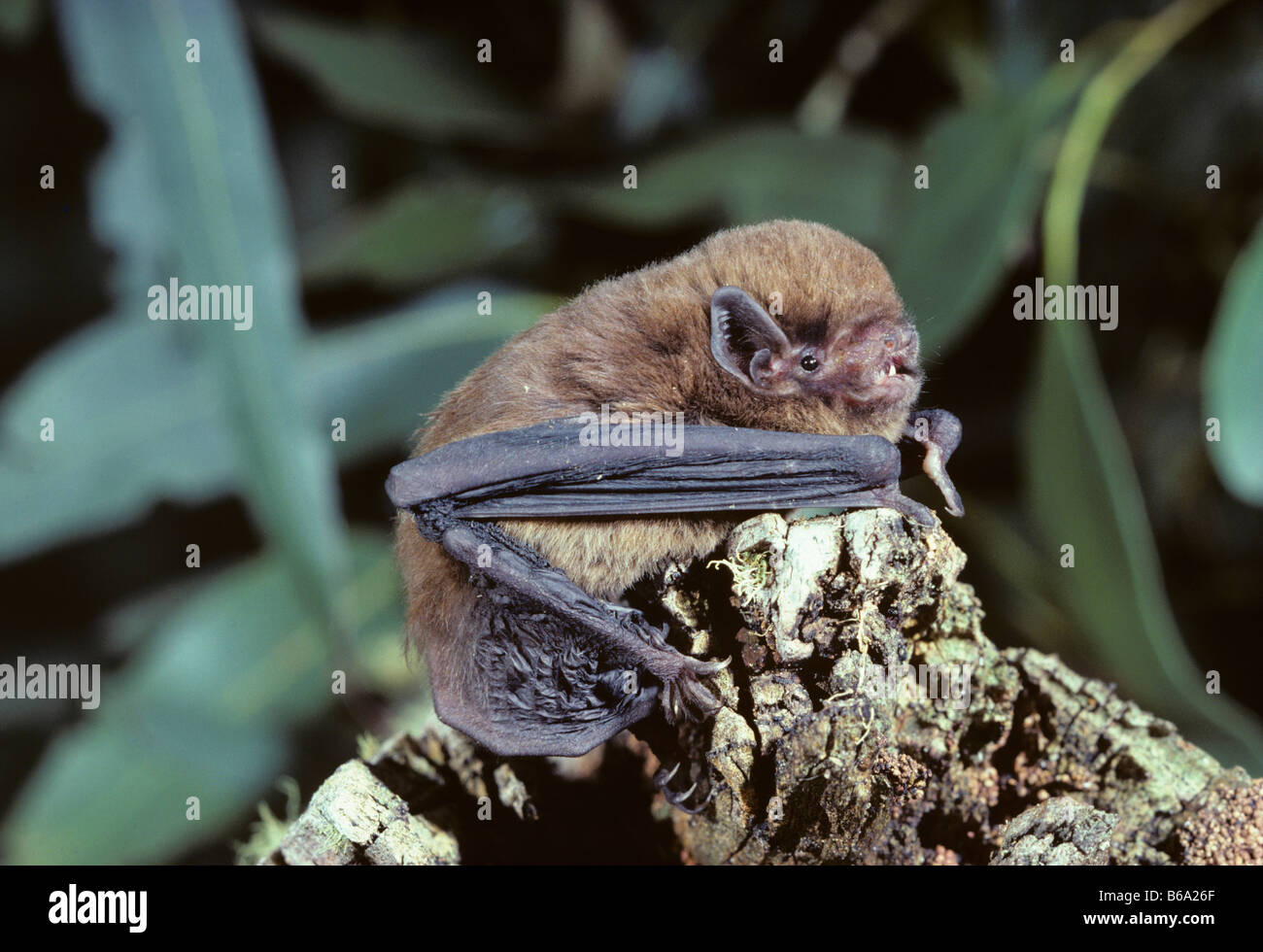 Chocolate Wattled Bat Chalinolobus morio Photographed in Tasmania Stock ...