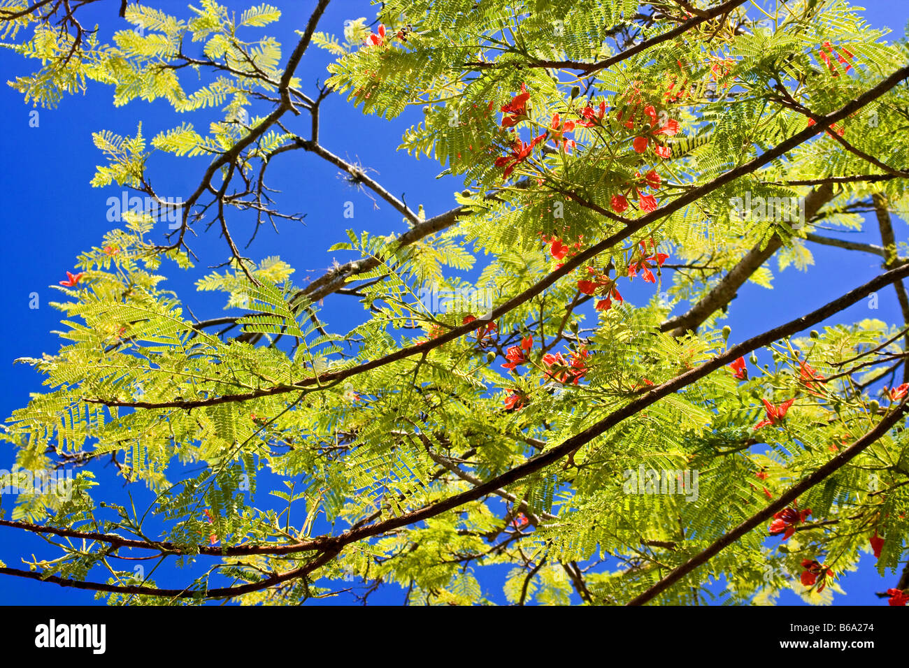 Flame tree delonix regia botanic hi-res stock photography and images ...