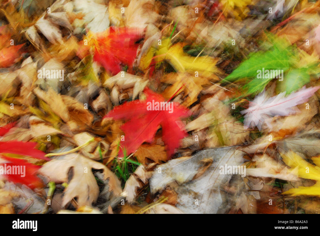 woodfloor with colourful autumn leaves Stock Photo - Alamy