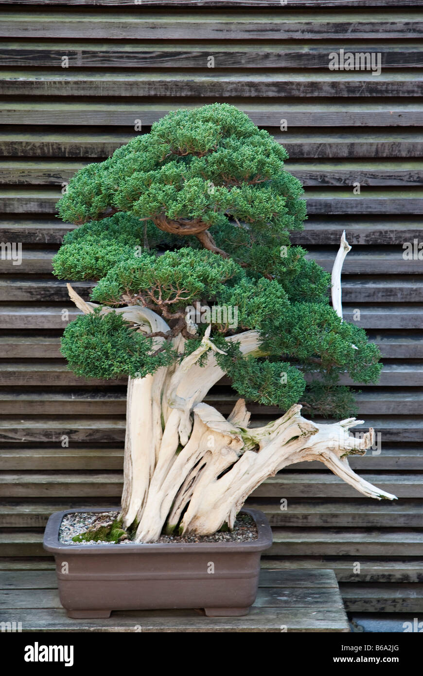 California Juniper tree (Juniperus californica) grown as bonsai. At the ...