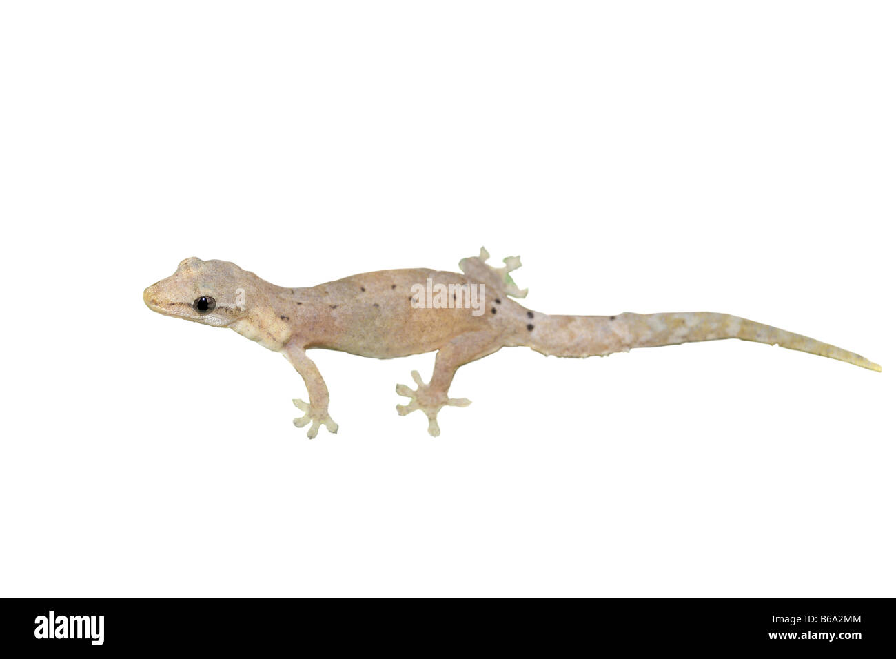 Tropical house gecko hi-res stock photography and images - Alamy