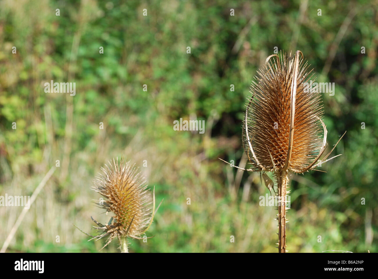 two teasle seed head comb Stock Photo - Alamy