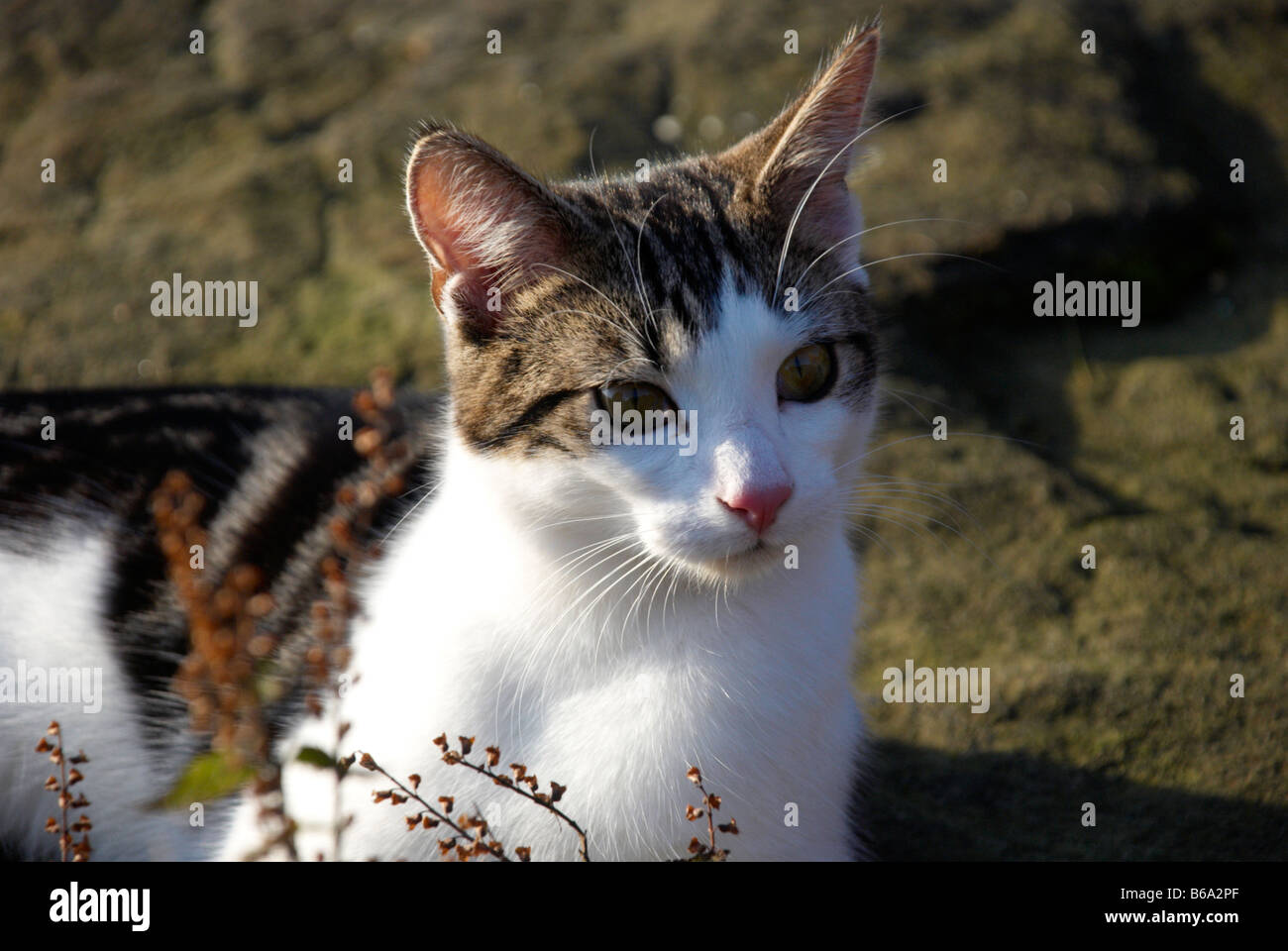 young male tabby outdoors (with a rock in the background Stock Photo ...