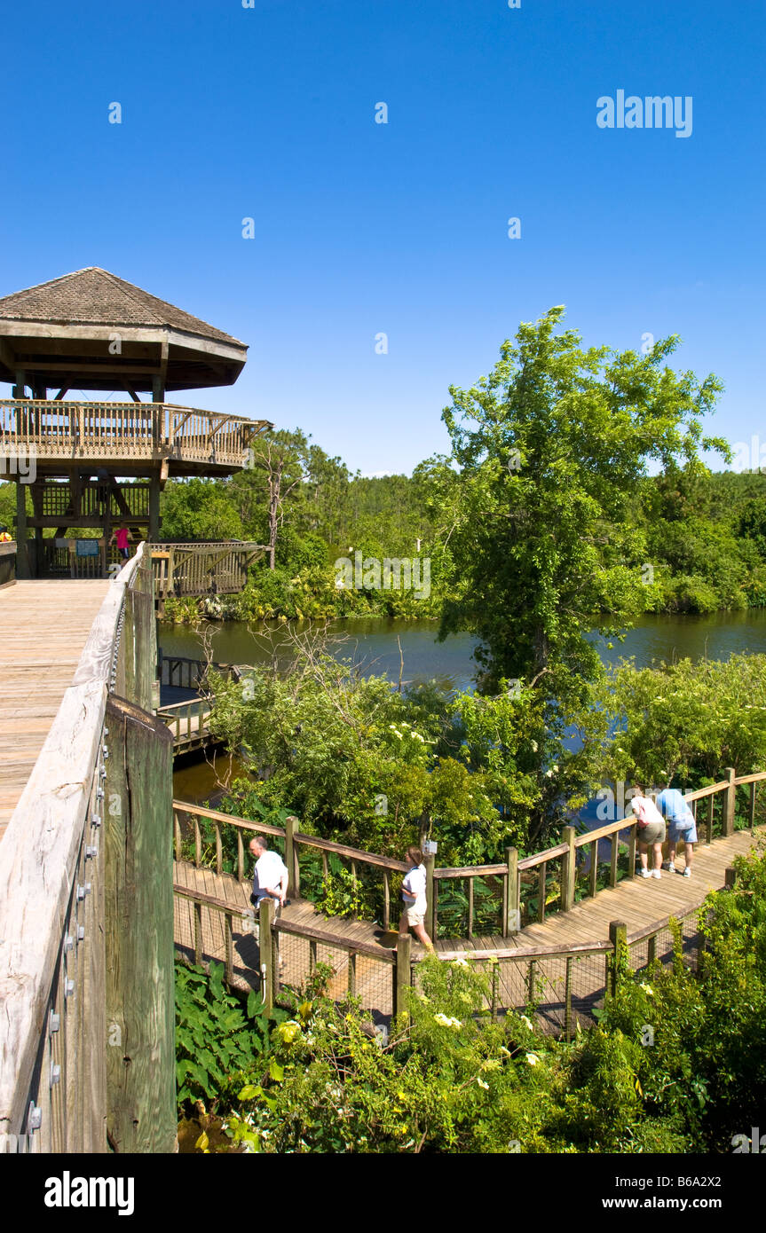Alligator boardwalk hi-res stock photography and images - Alamy