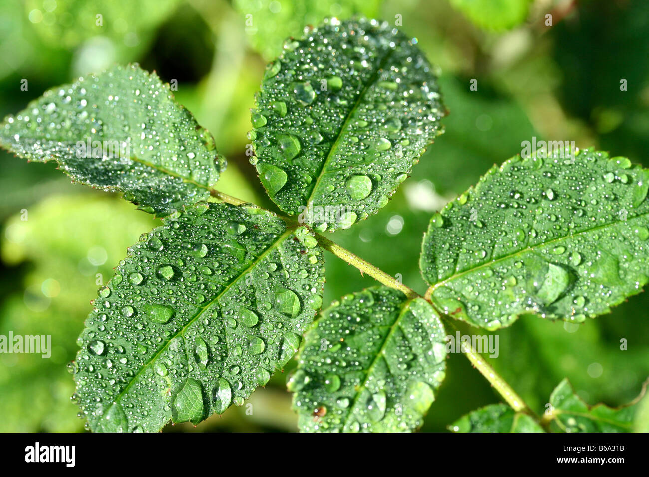 Rose leaf macro raindrops hi-res stock photography and images - Alamy
