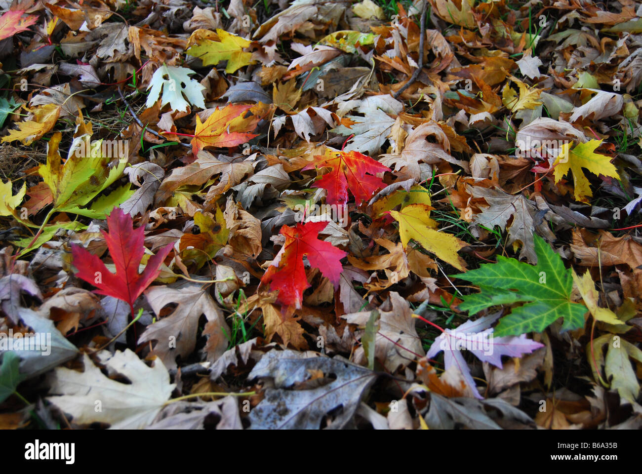 woodfloor with colourful autumn leaves Stock Photo - Alamy