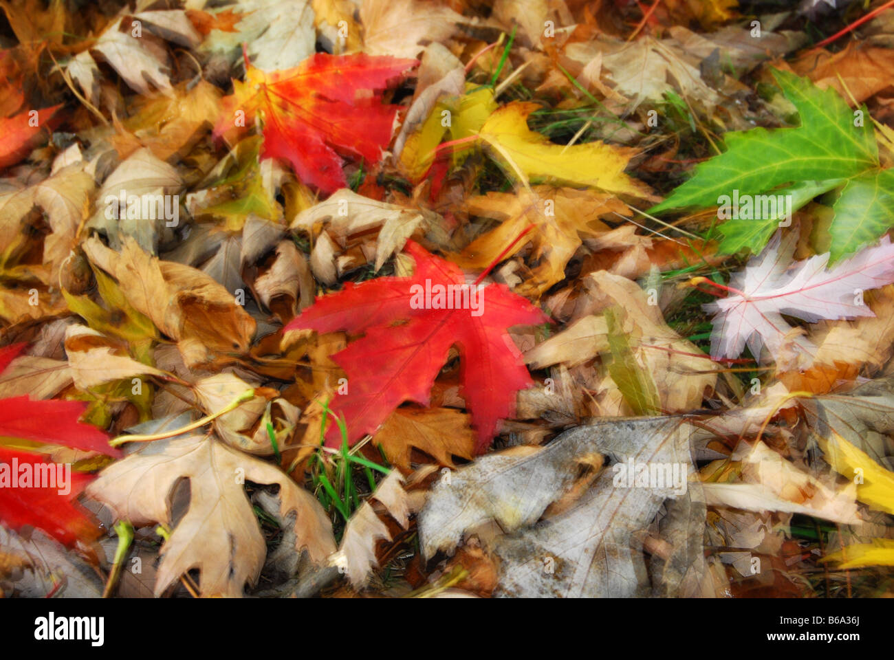 woodfloor with colourful autumn leaves Stock Photo - Alamy