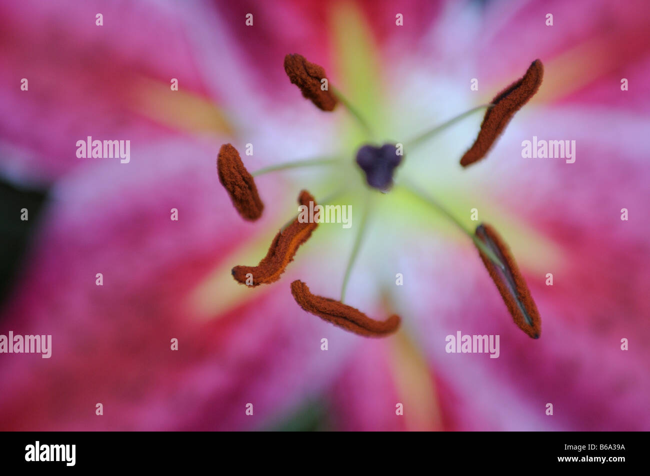 Pink Tiger Lily Stargazer Stock Photo - Alamy