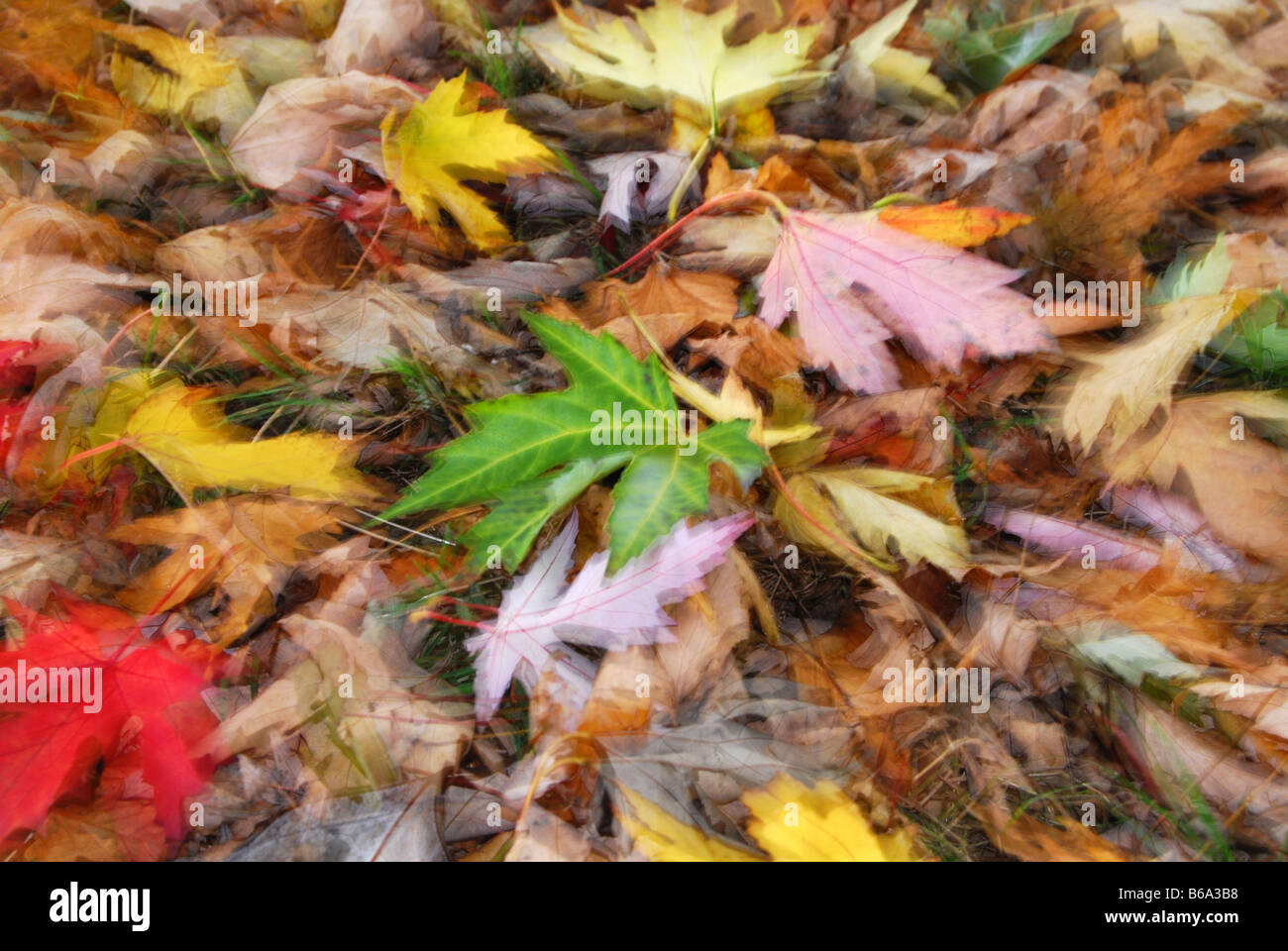 woodfloor with colourful autumn leaves Stock Photo - Alamy