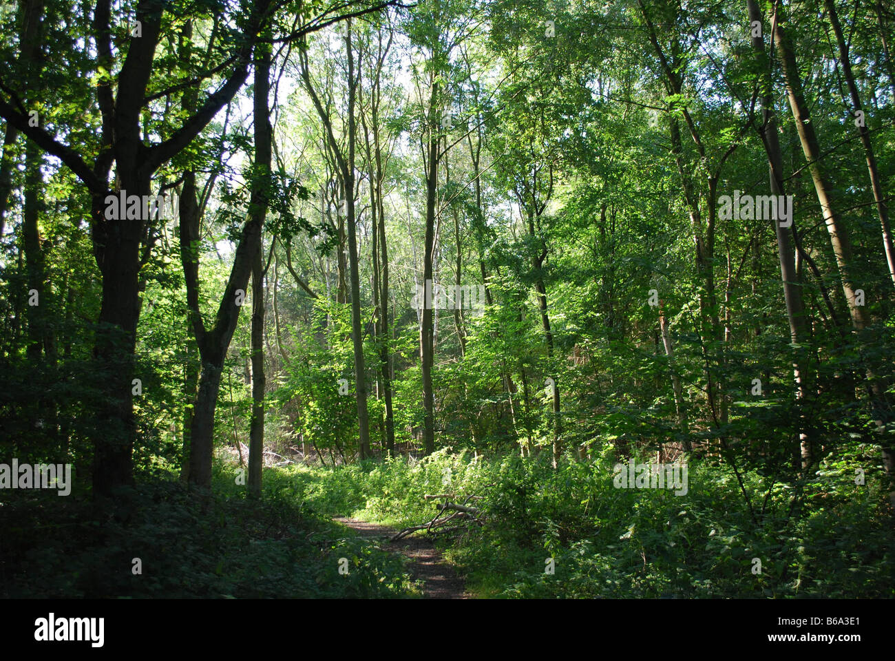 Footpath through trees in wood highlighted by sunlight Stock Photo - Alamy