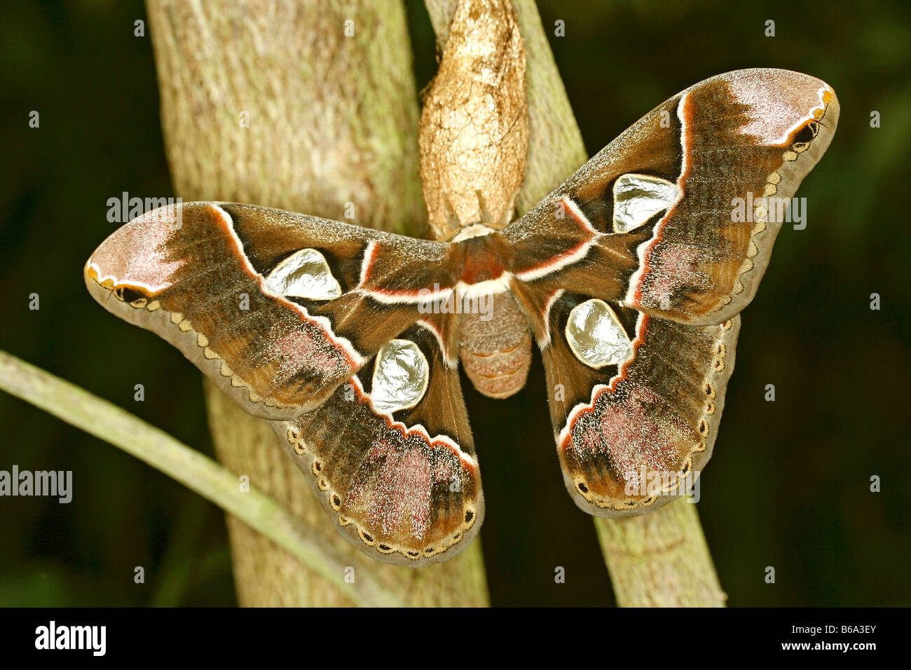 Rothschildia moth hi-res stock photography and images - Alamy