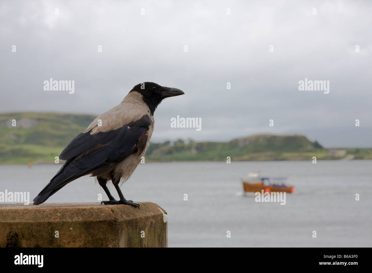 Hooded crow scotland hi-res stock photography and images - Alamy
