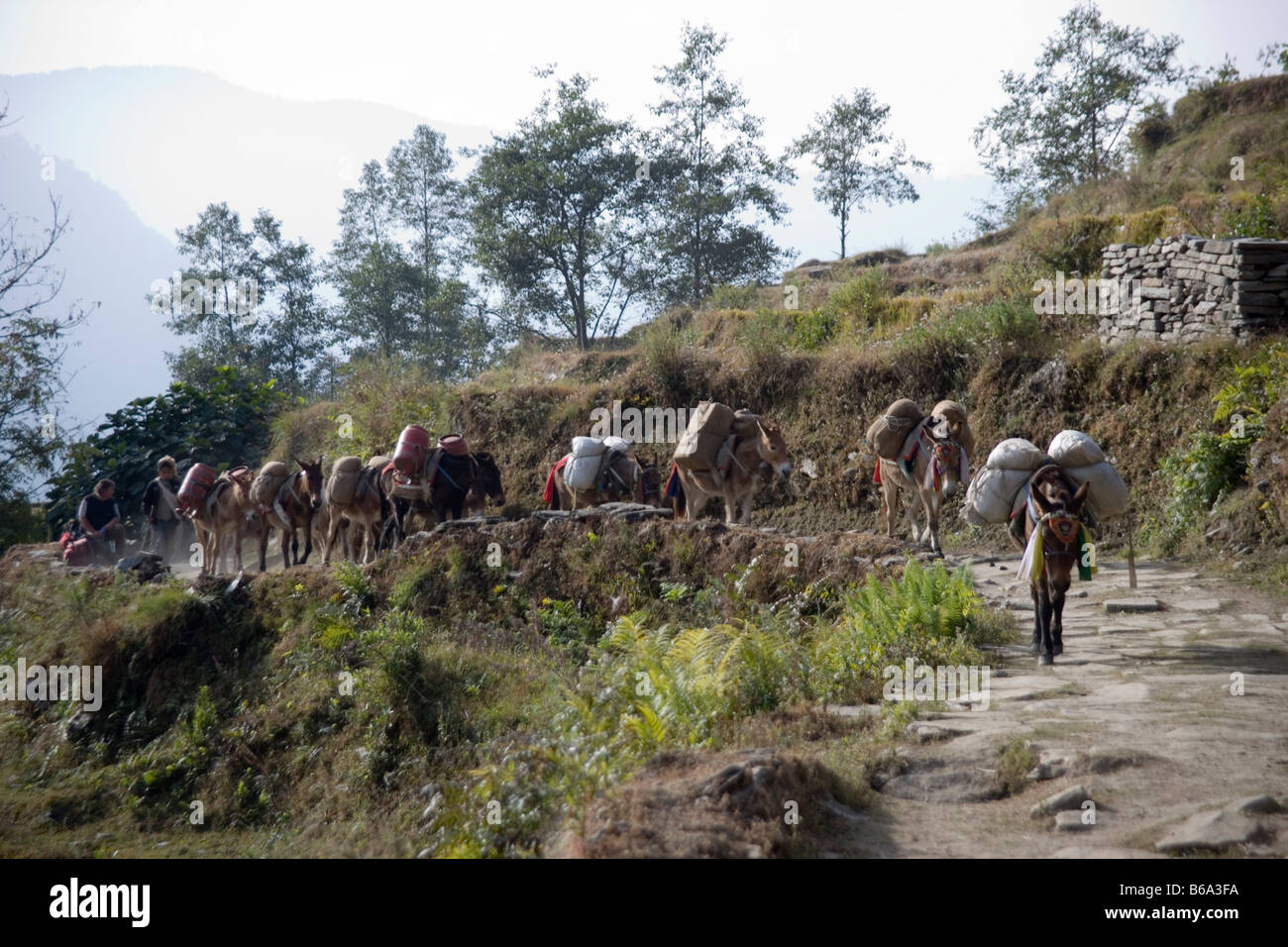 Mule or donkey train on a footpath to Ghandruk in the Modi River Valley ...
