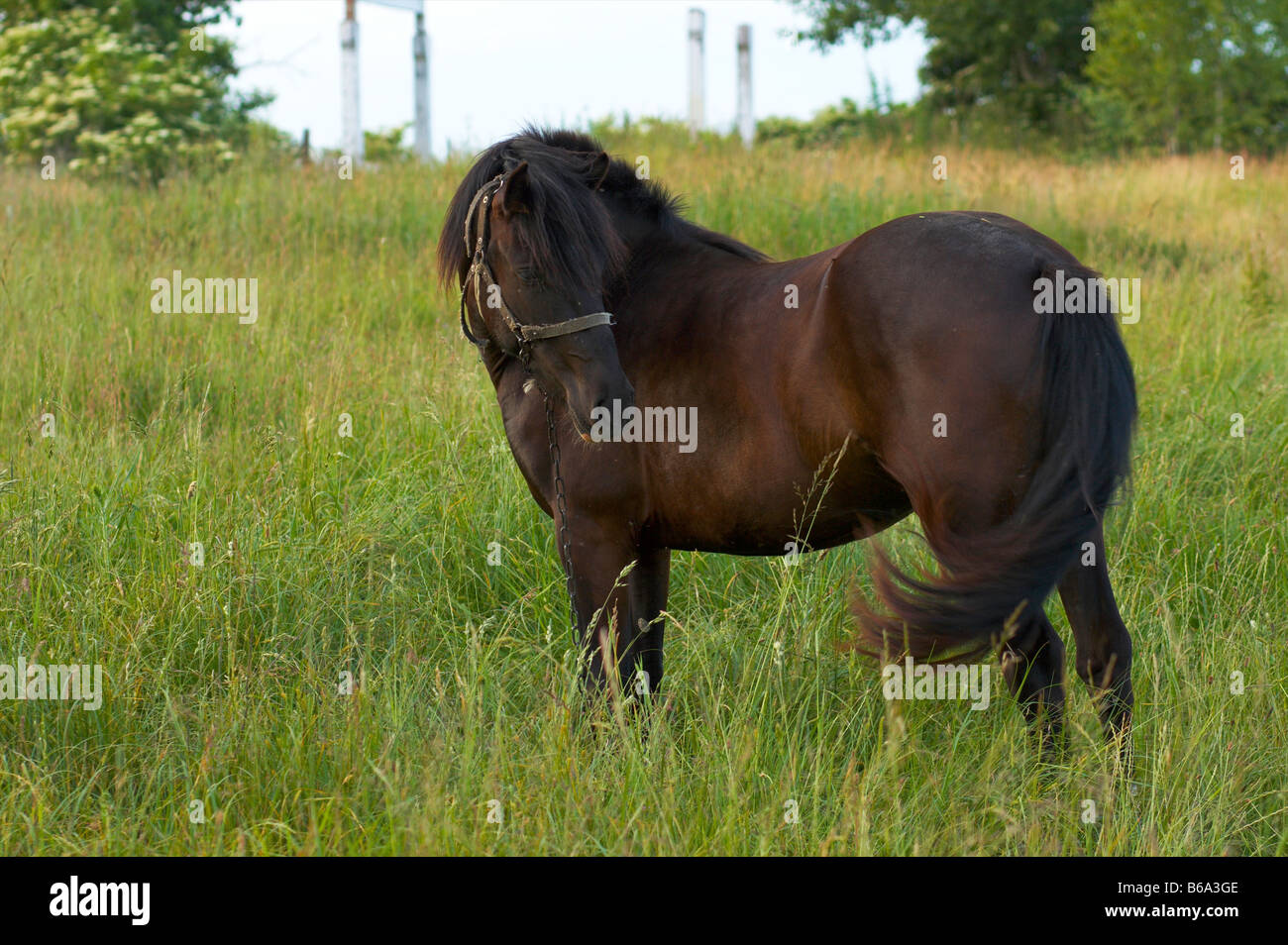 Single horse on summer green meadow Stock Photo - Alamy