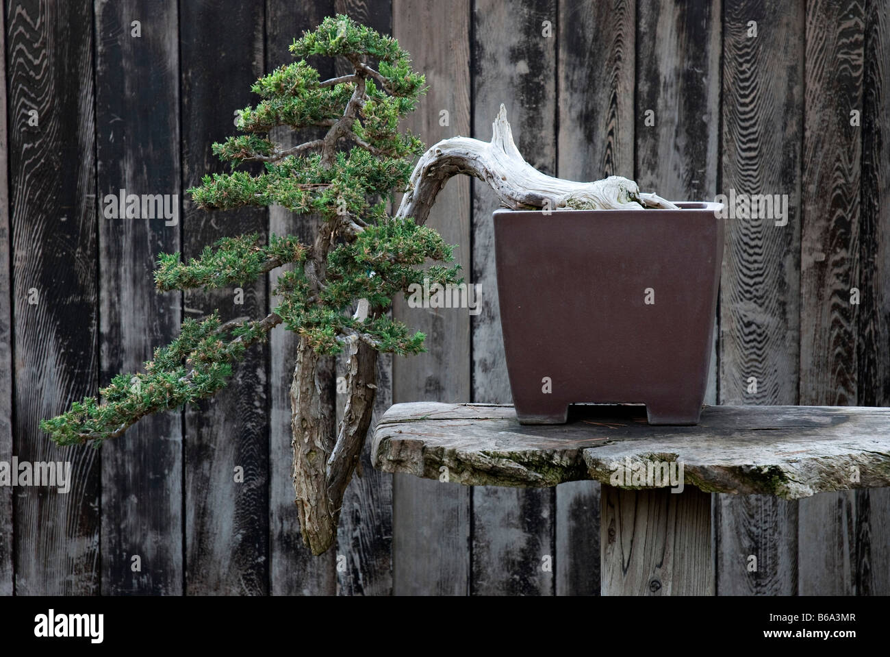 Prostrate Juniper grown as bonsai. At the Huntington Botanical Gardens ...