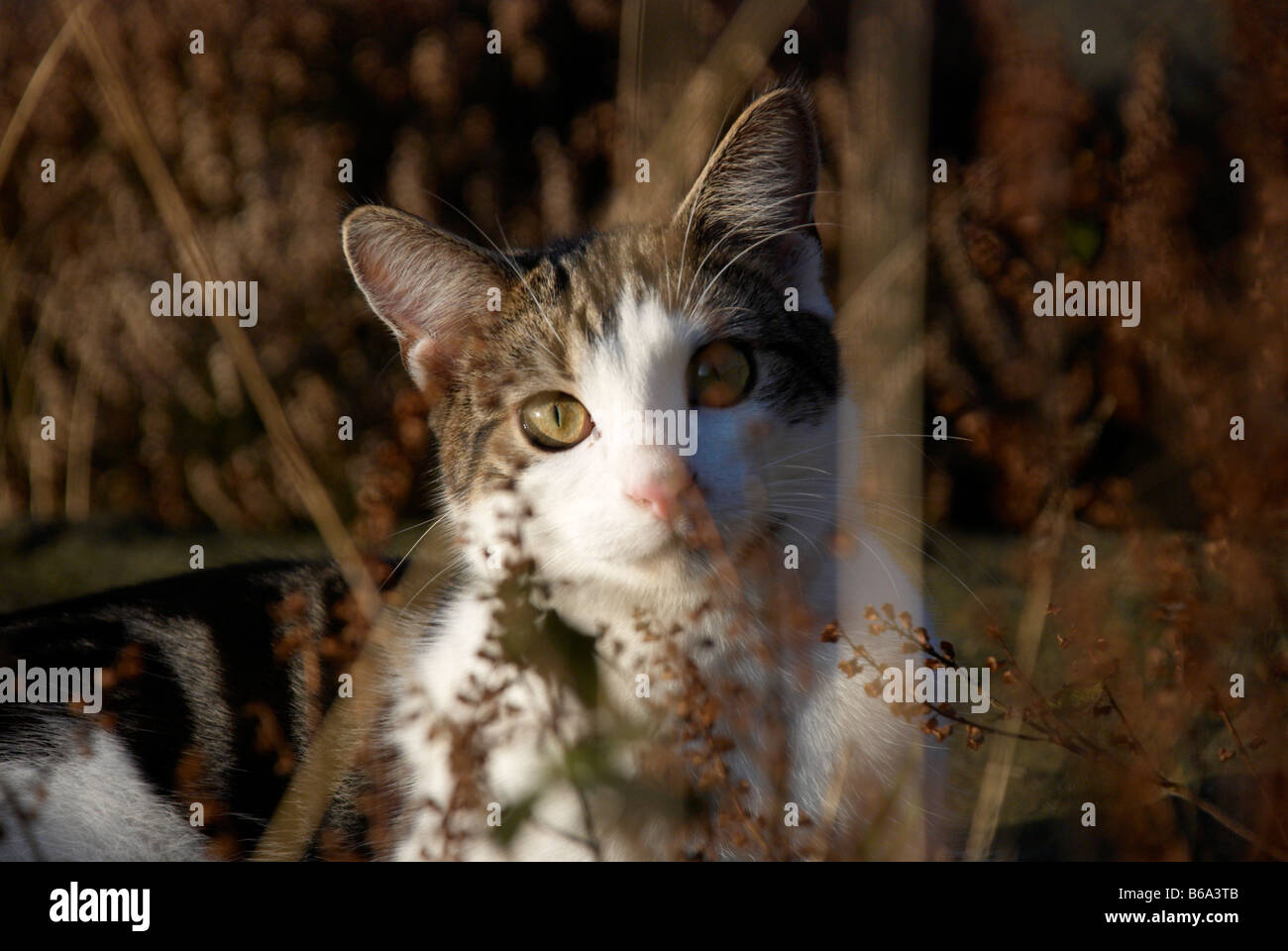 young male tabby sat in long grass Stock Photo - Alamy