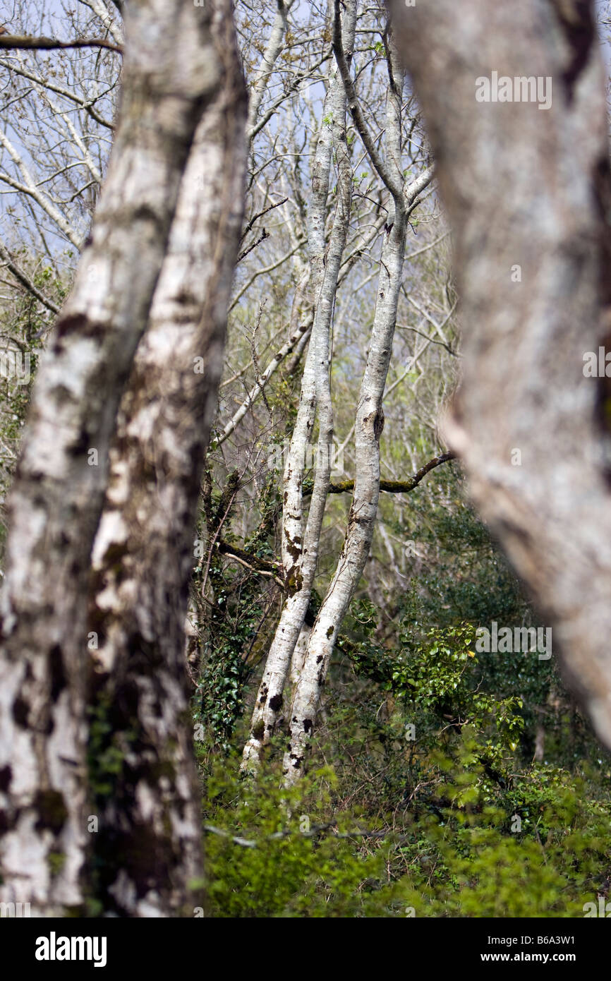 Silver Birch trees in a wood in West Ireland Stock Photo - Alamy