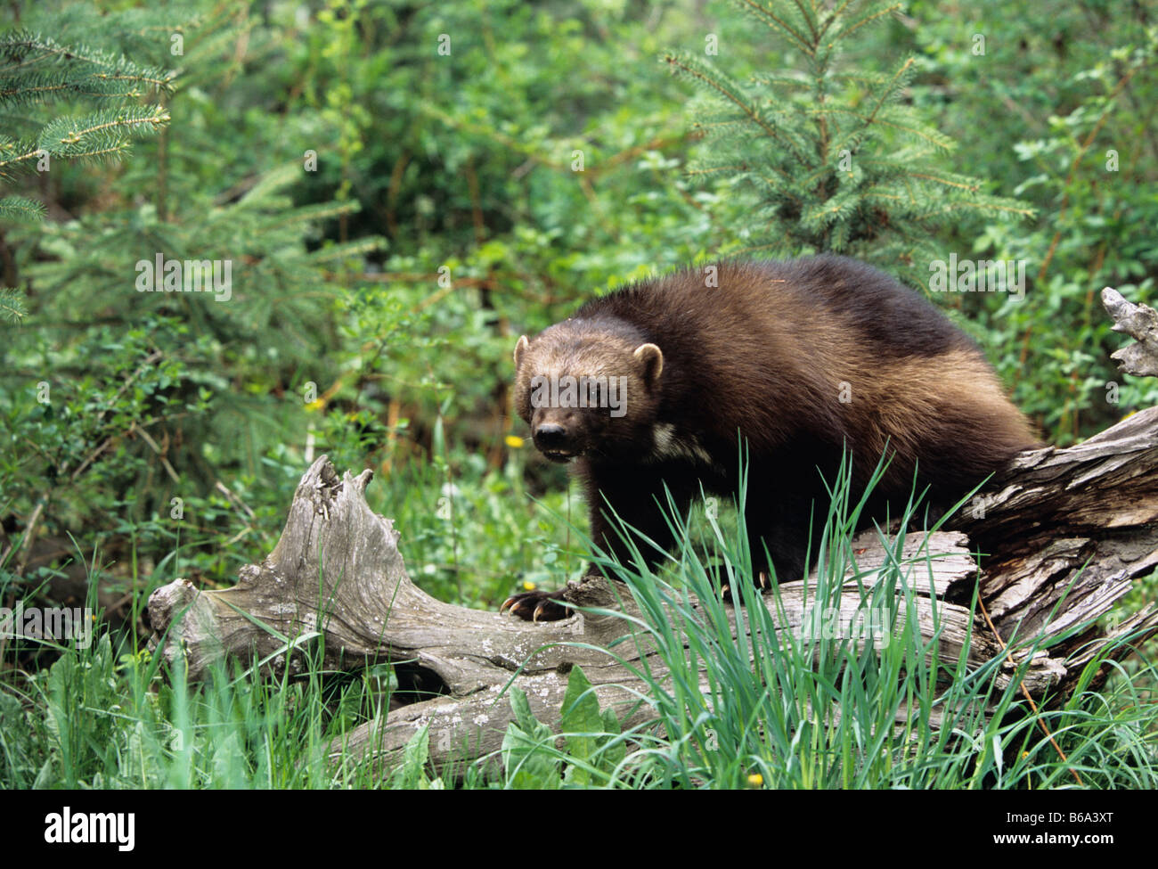 Gulo gulo usa hi-res stock photography and images - Alamy