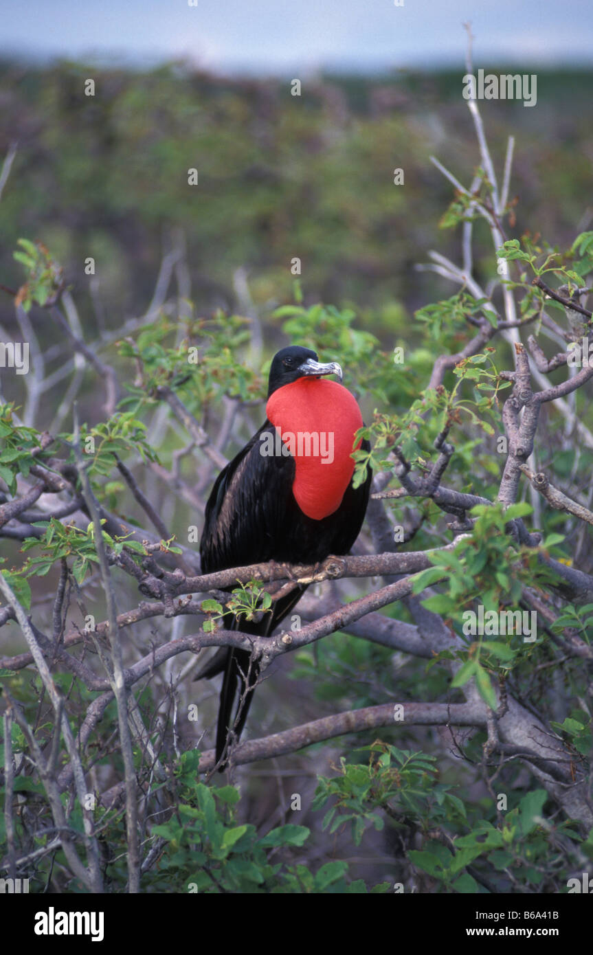 Great frigate bird sitting on branch Stock Photo - Alamy