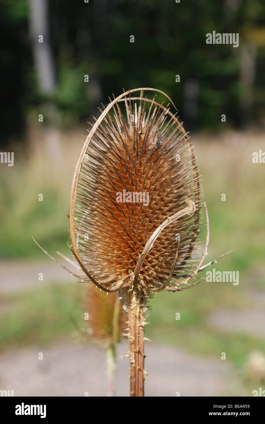 teasle seed head comb Stock Photo - Alamy