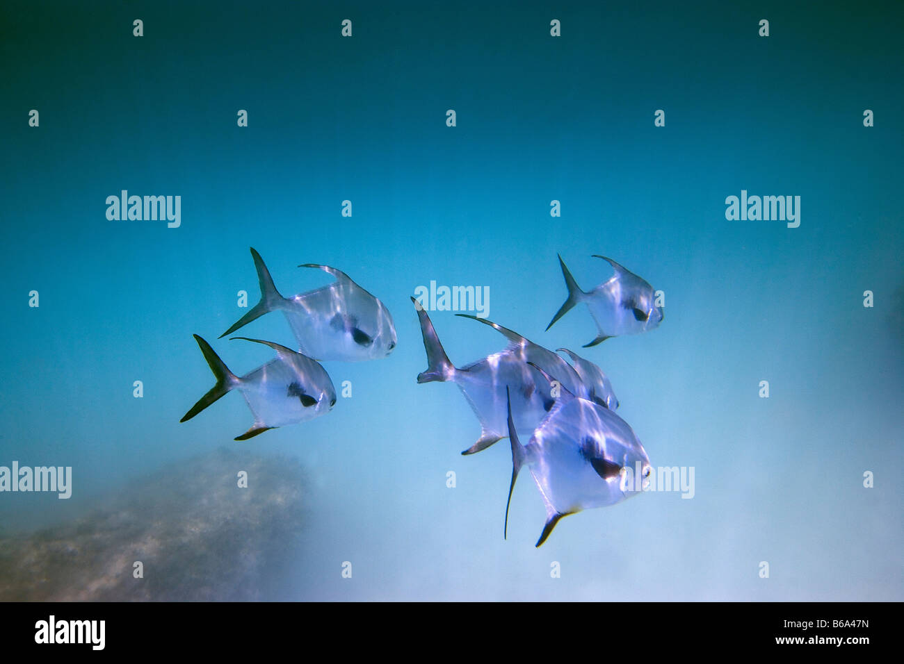 Mexico, Quintana Roo, Xel Ha, Xel-Ha nature / marine park, Permit fish ...