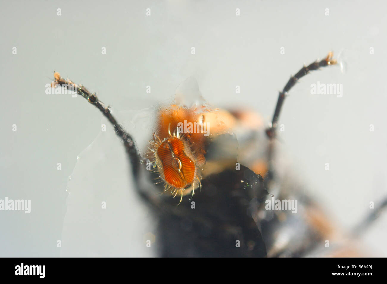 Calliphora erythrocephala hi-res stock photography and images - Alamy