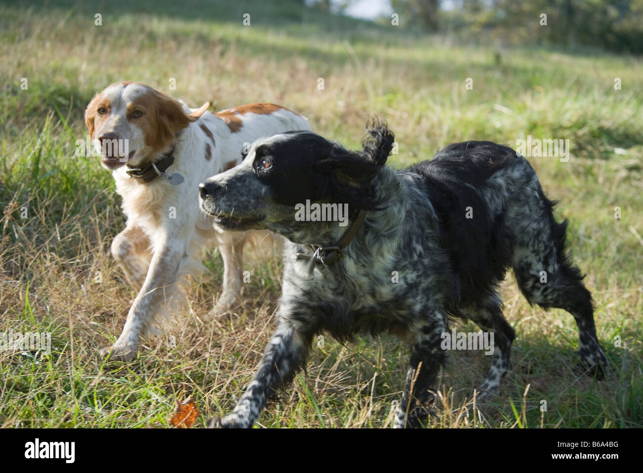 Pair of spaniels run in tall grass meadow Stock Photo - Alamy