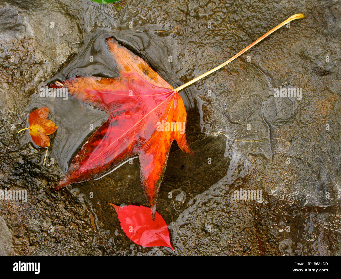 Red fall leaf on rock hi-res stock photography and images - Alamy