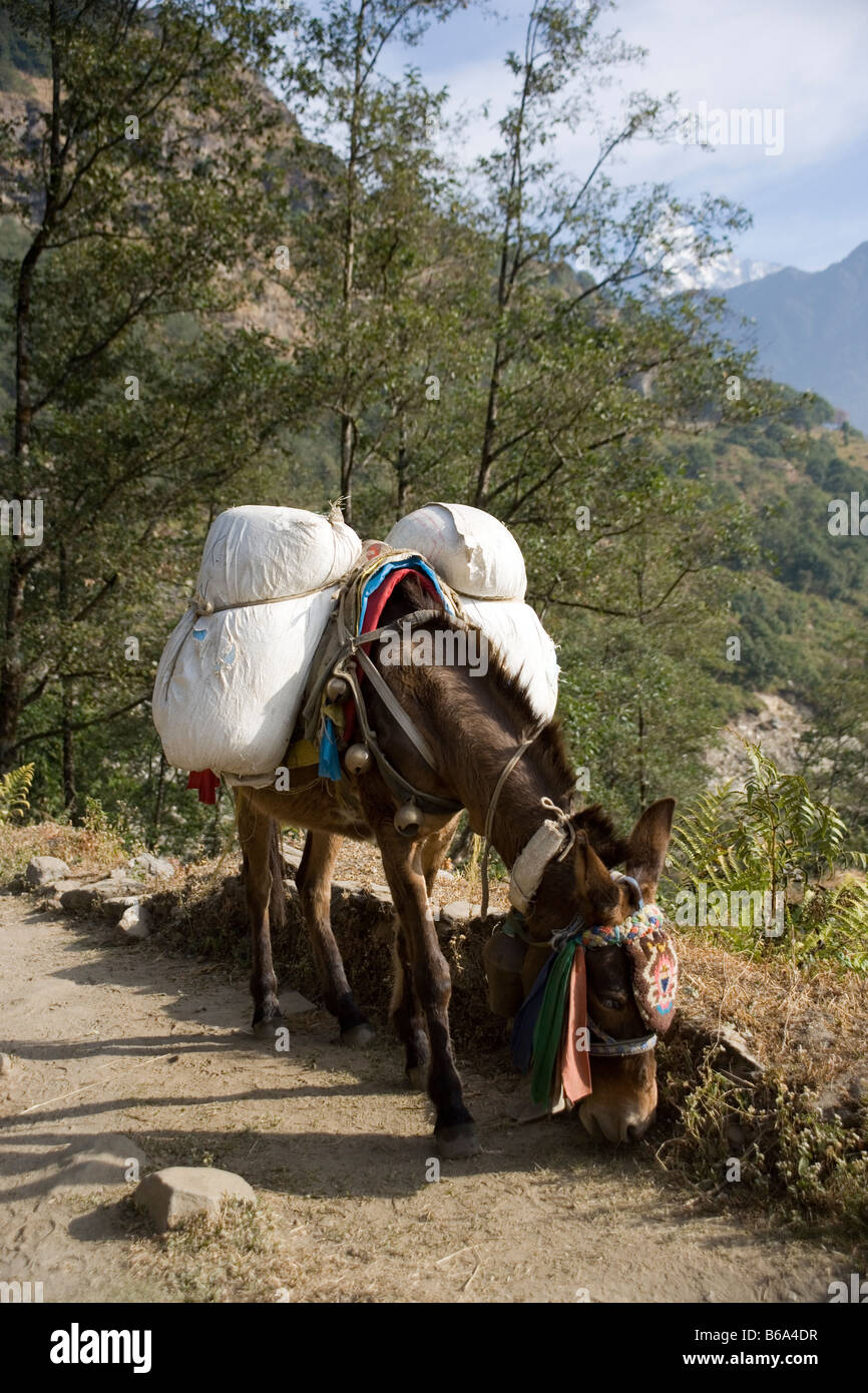 Transporting goods on a donkey hi-res stock photography and images - Alamy