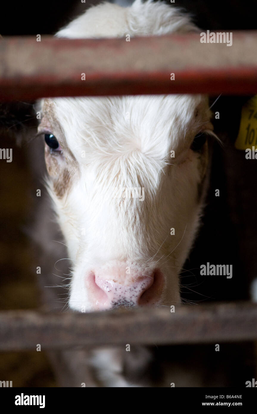 Cow staring through gate Stock Photo - Alamy