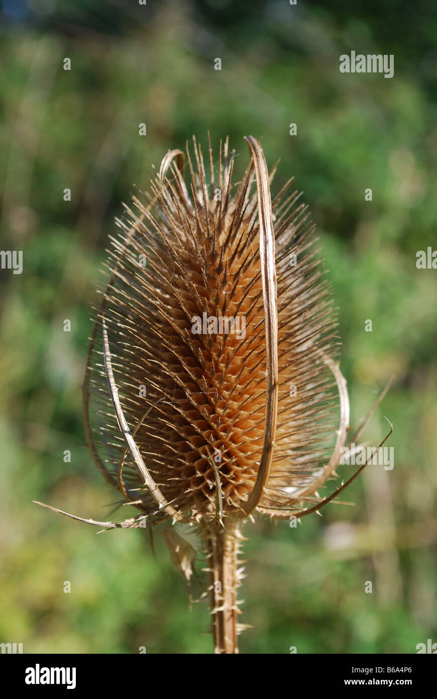 Seed comb hi-res stock photography and images - Alamy
