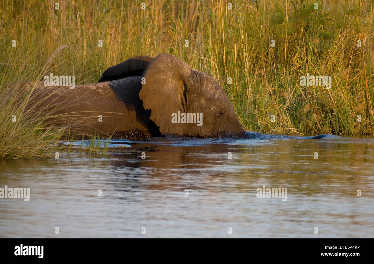 Young Elephant Entering Channel in Linyanti Swamp, Namibia Stock Photo ...