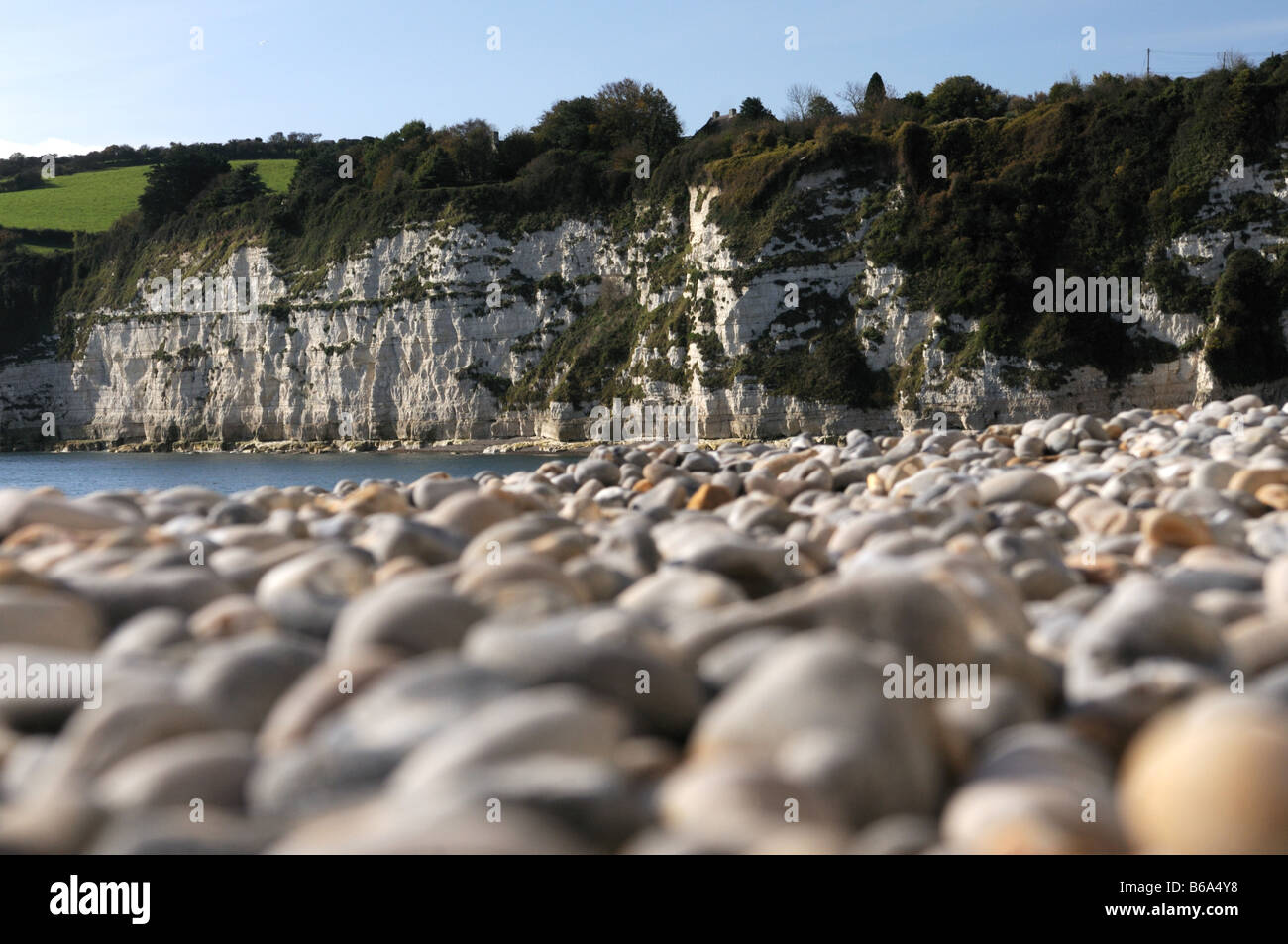 White cliffs and pebbles on the beach at Beer Devon UK Stock Photo - Alamy