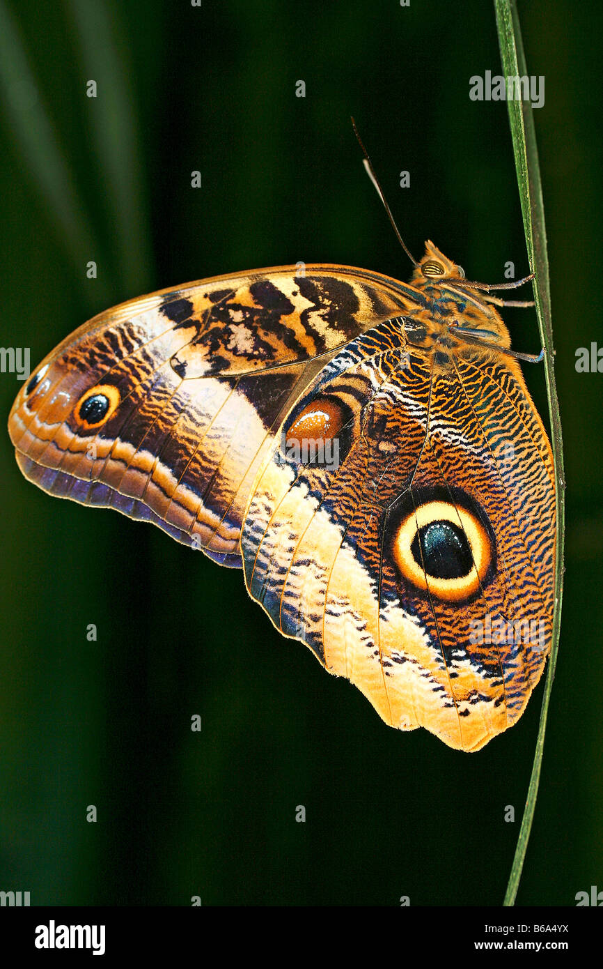 Owl butterfly Caligo atreus Stock Photo - Alamy