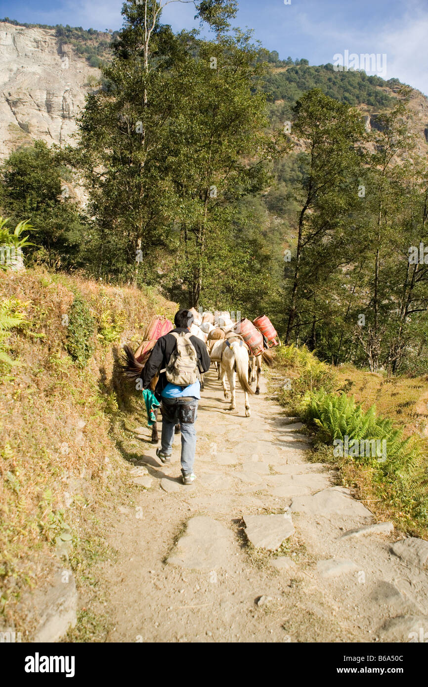 Mule or donkey train on a footpath to Ghandruk in the Modi River Valley ...