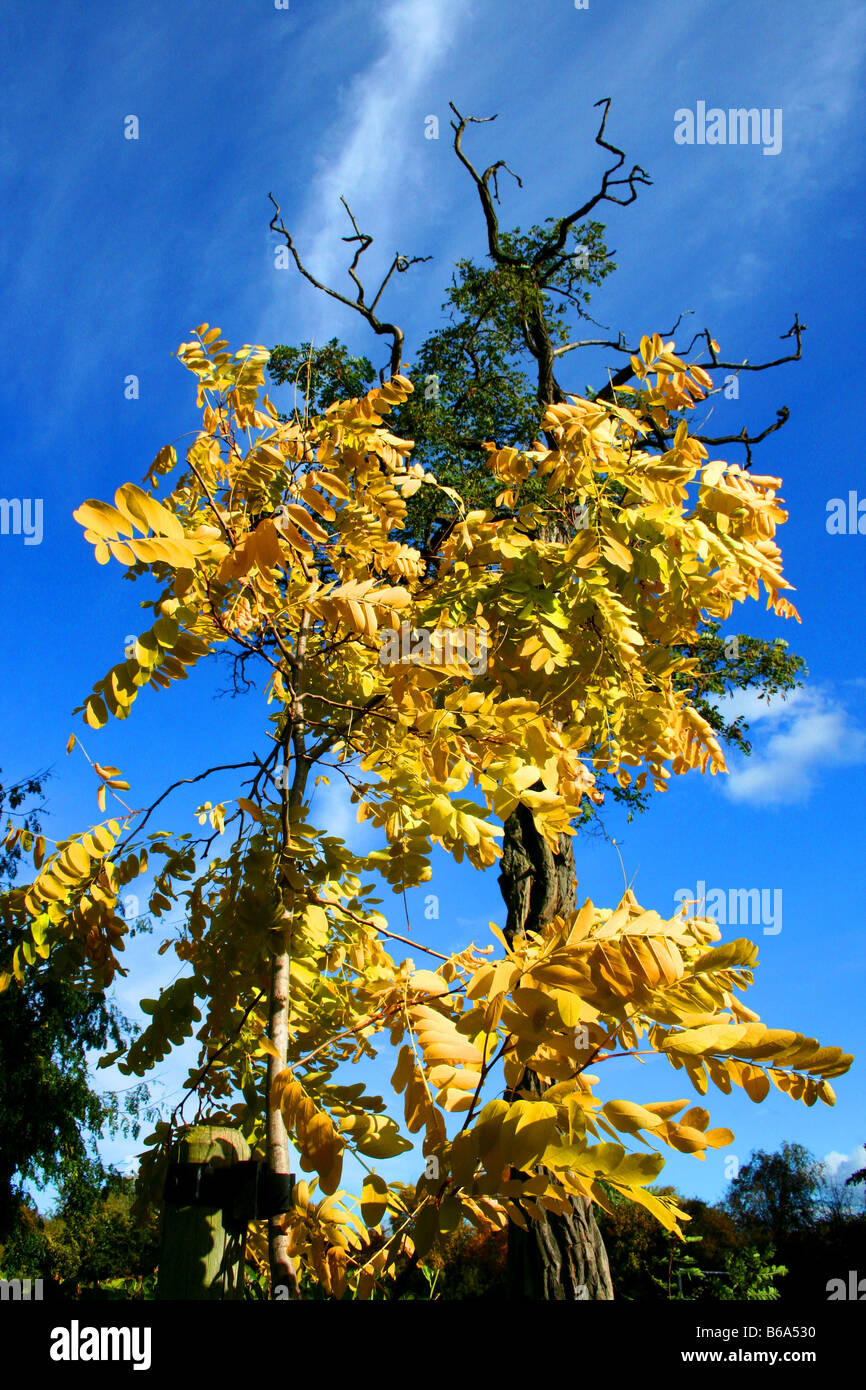 Yellow tree with blue sky Stock Photo - Alamy