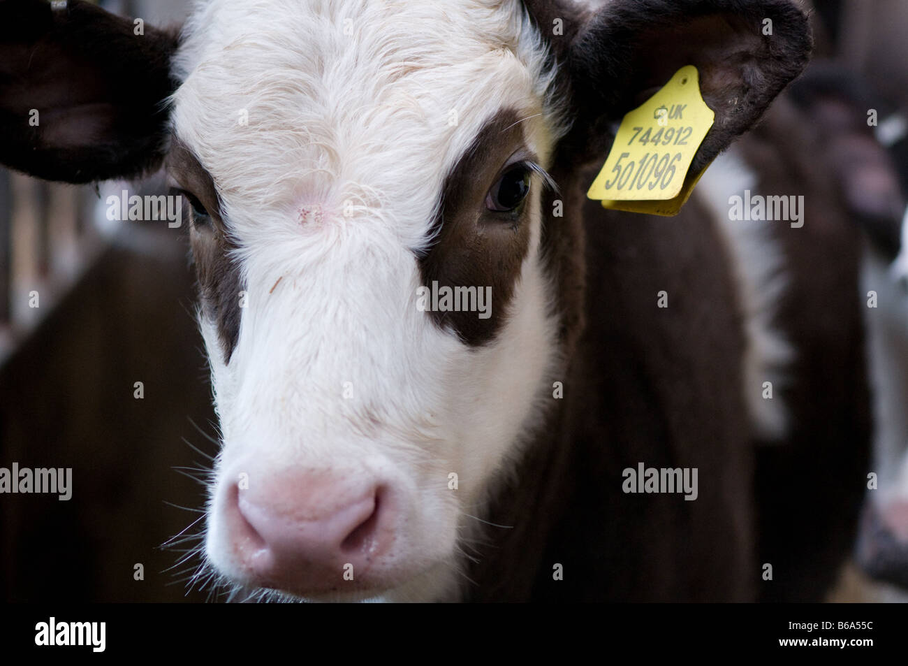 Cow staring hi-res stock photography and images - Alamy